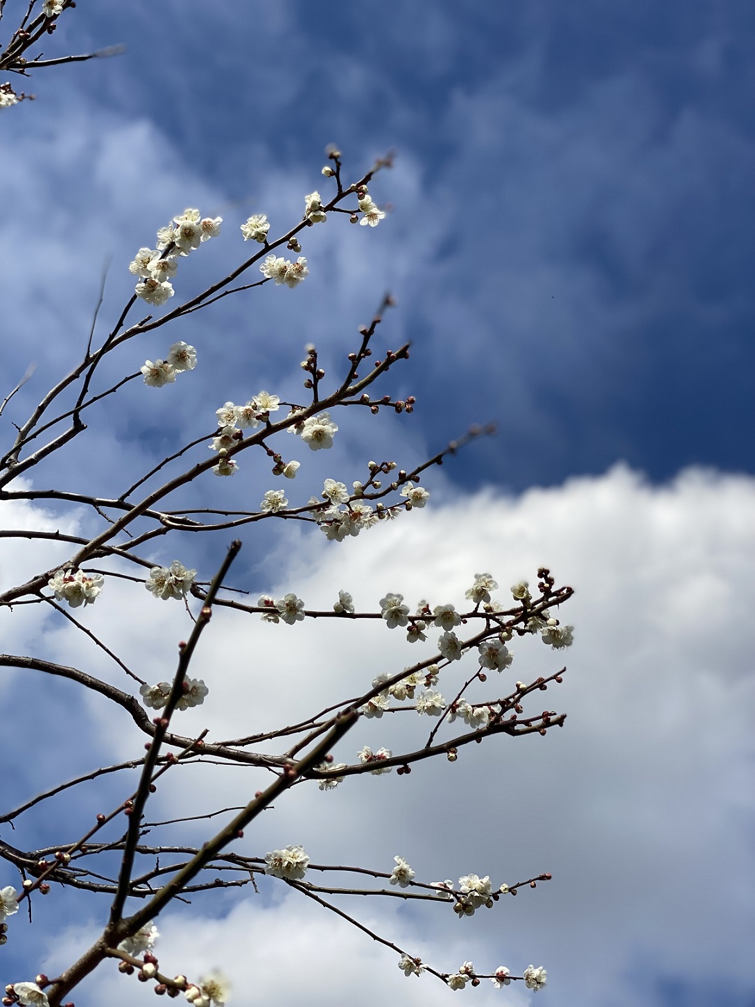 2025/4入社向け説明会が始まります - 日本アルゴリズム株式会社 採用サイト